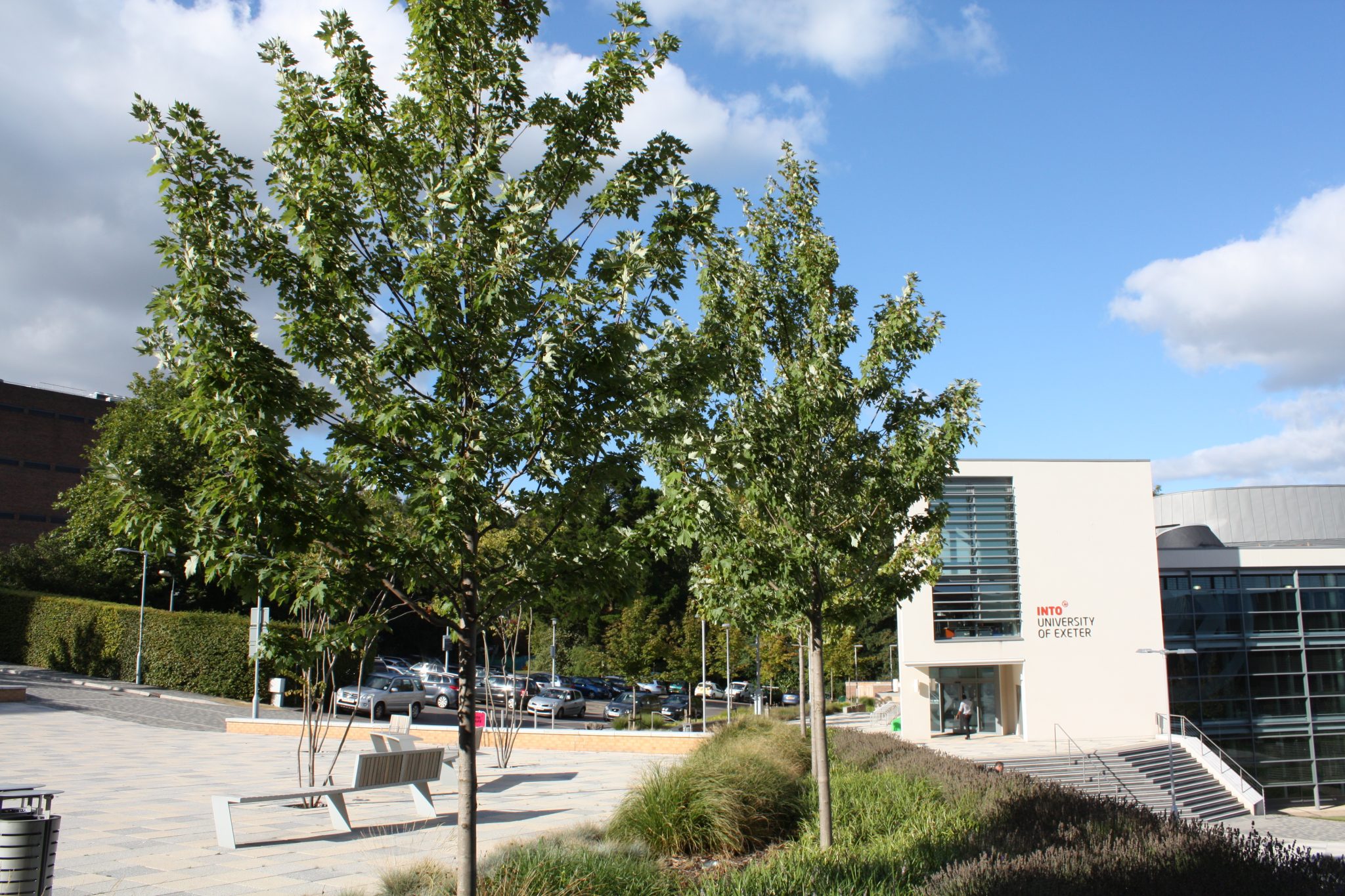 Soils & Trees - Choosing the Right Solution - GreenBlue Urban