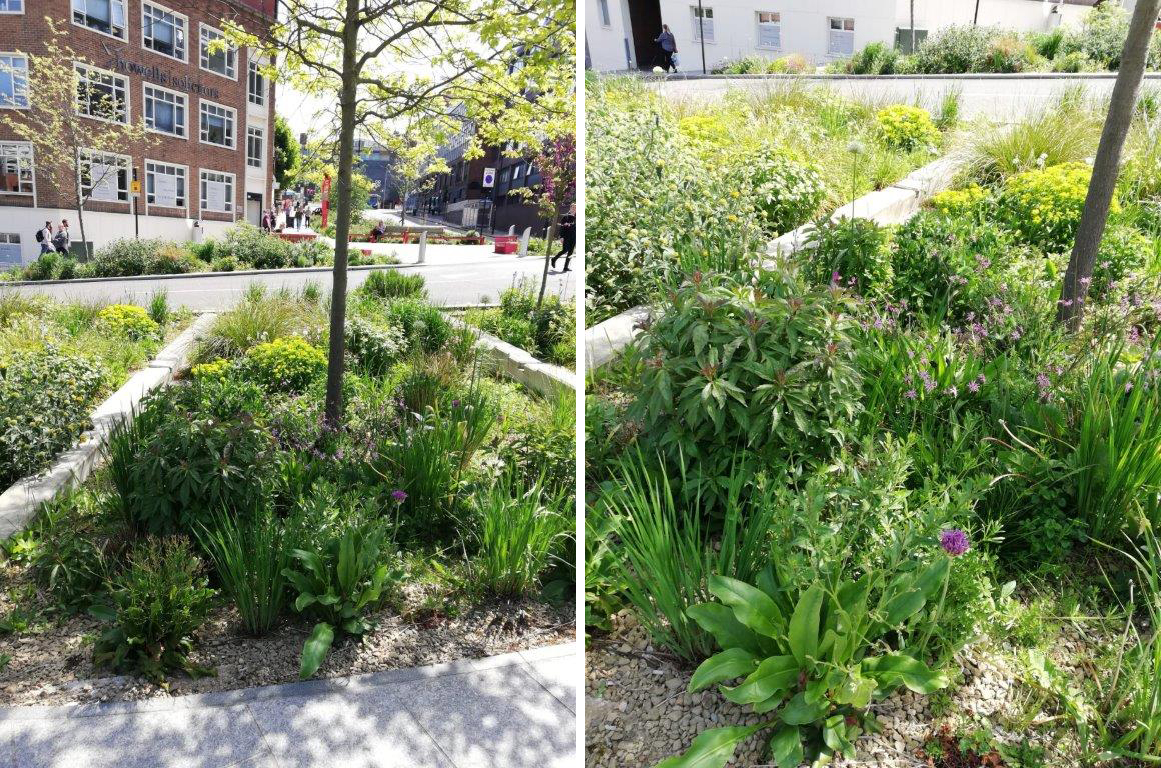 SUDS Source at the Highest Level - GreenBlue Urban