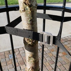 Underground Tree Guying | Tree Ties – GreenBlue Urban