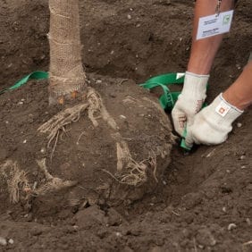 ArborGuy Drive-In Anchor - GreenBlue Urban