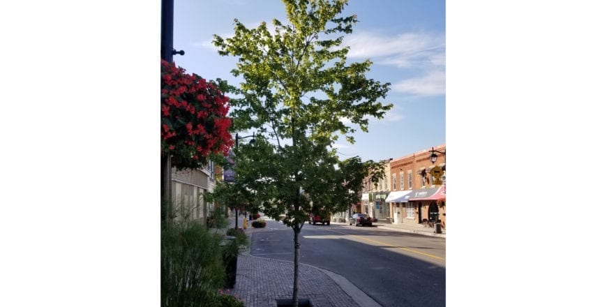 Main Street Markham - GreenBlue Urban