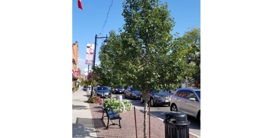 Main Street Markham - GreenBlue Urban