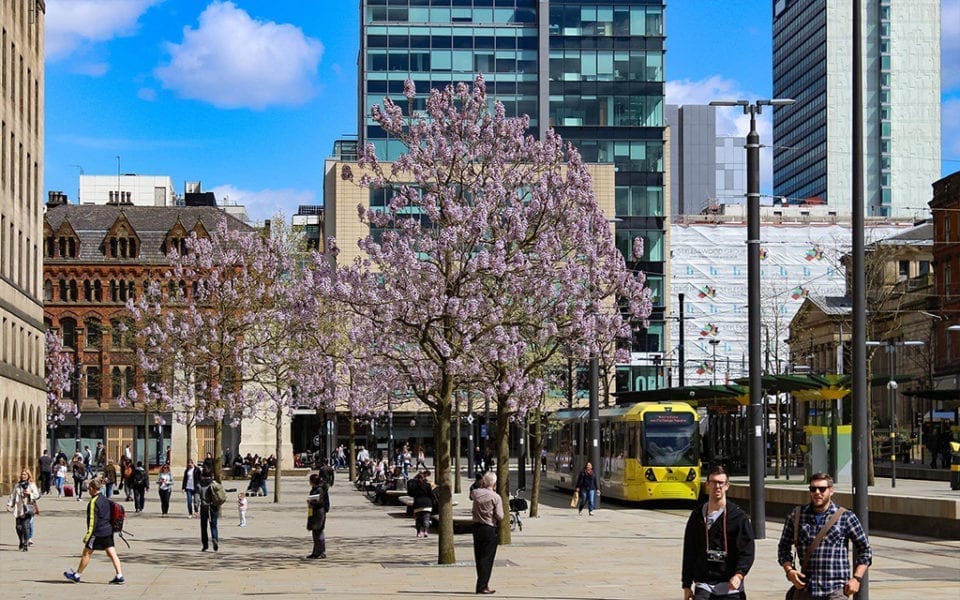 ArborGuy Deadman - GreenBlue Urban