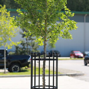 Tree Grilles & Guards - GreenBlue Urban