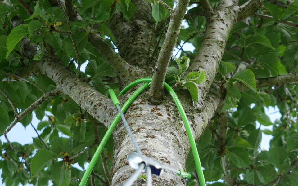 ArborGuy Deadman Anchor - GreenBlue Urban