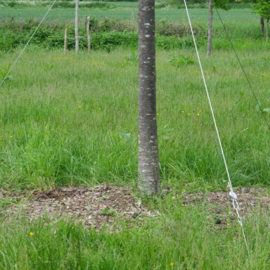 ArborGuy Overhead Guying System - GreenBlue Urban