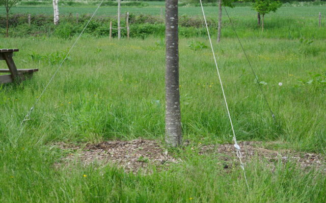 ArborGuy Drive-In Anchor - GreenBlue Urban