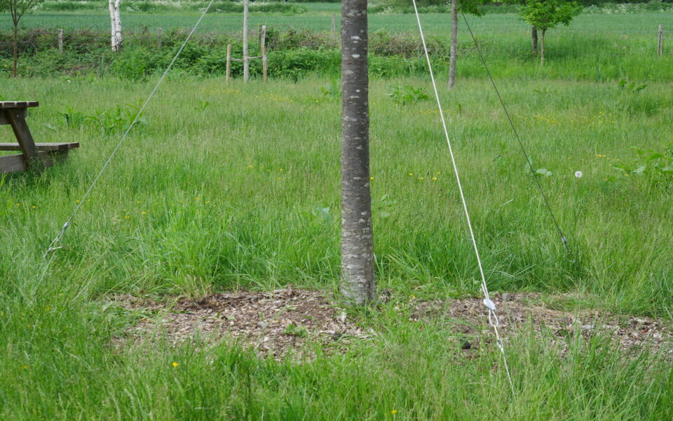 Underground Tree Guying | Tree Ties – GreenBlue Urban