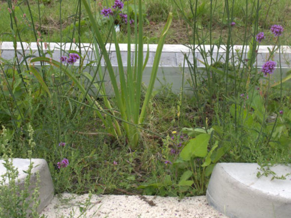 Cwmbach, Wales - GreenBlue Urban