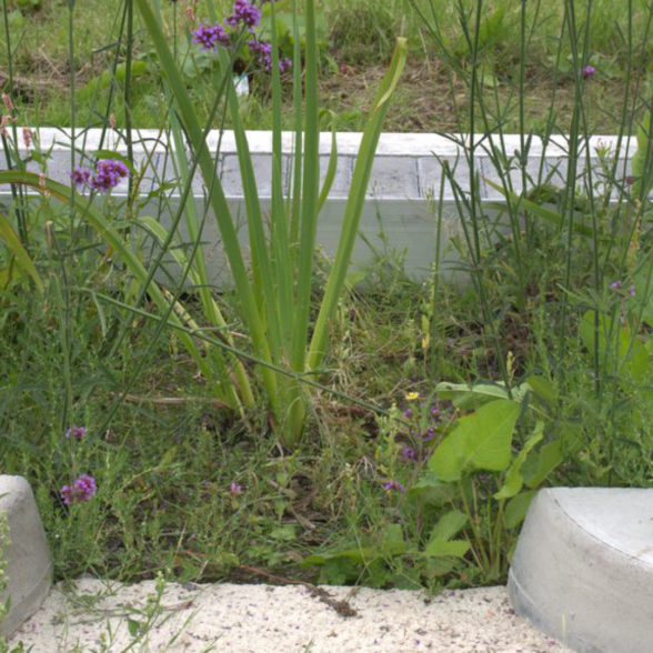 Cwmbach, Wales - GreenBlue Urban