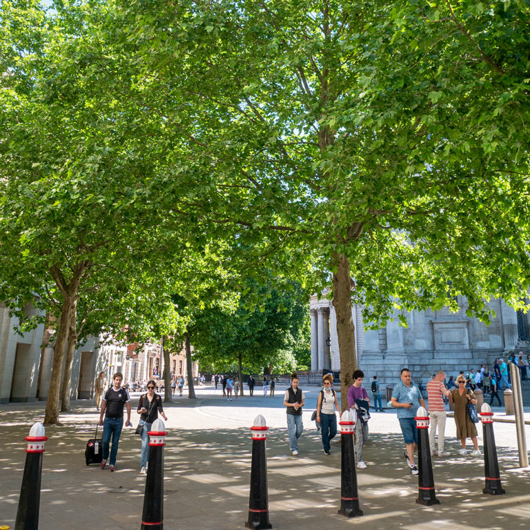 Arboristas - GreenBlue Urban