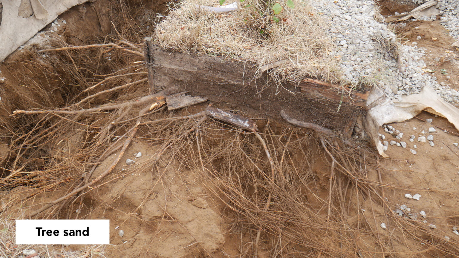 Comparing Tree Planting Media: A Comprehensive Overview - GreenBlue Urban