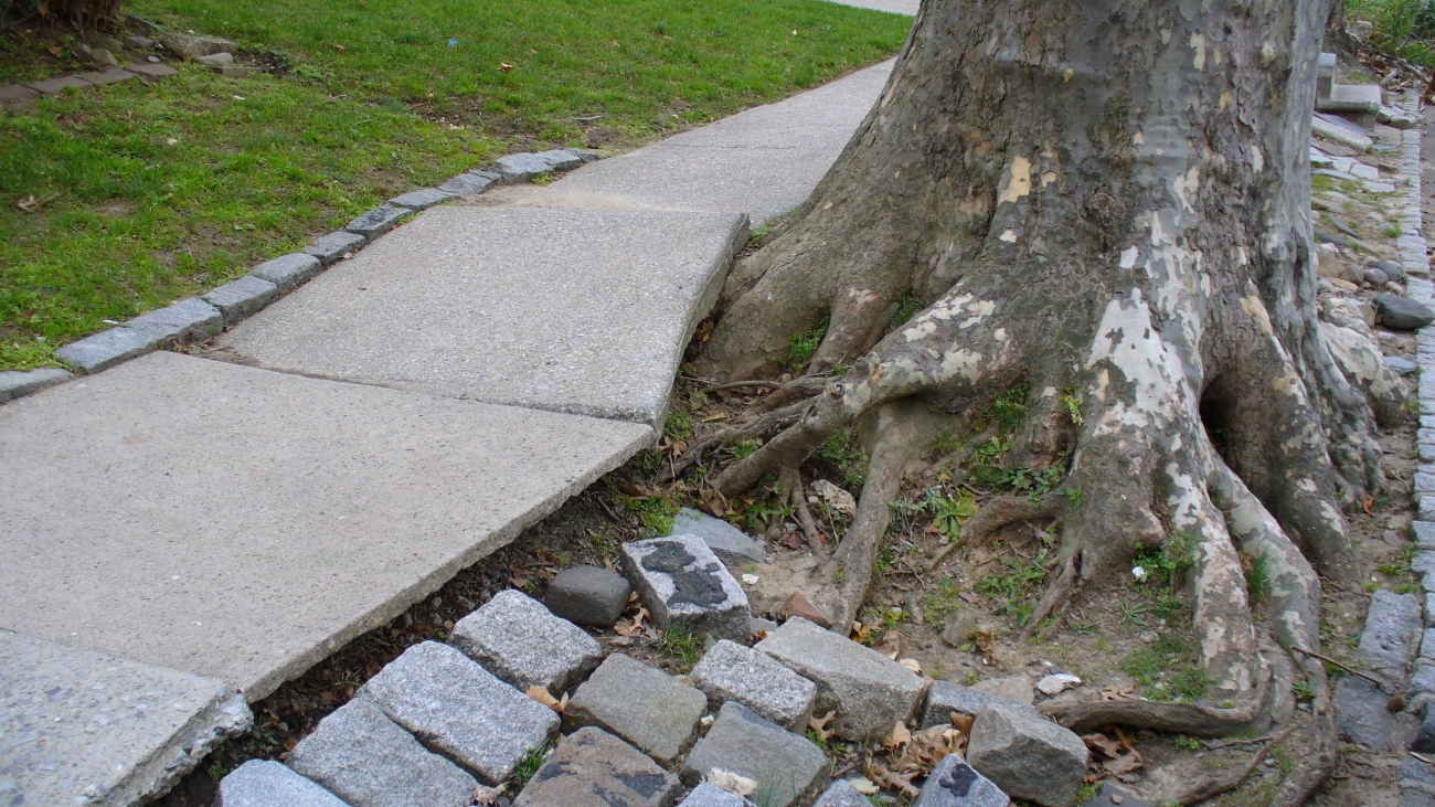 How to Avoid Root Heave & Pavement Damage Caused by Trees