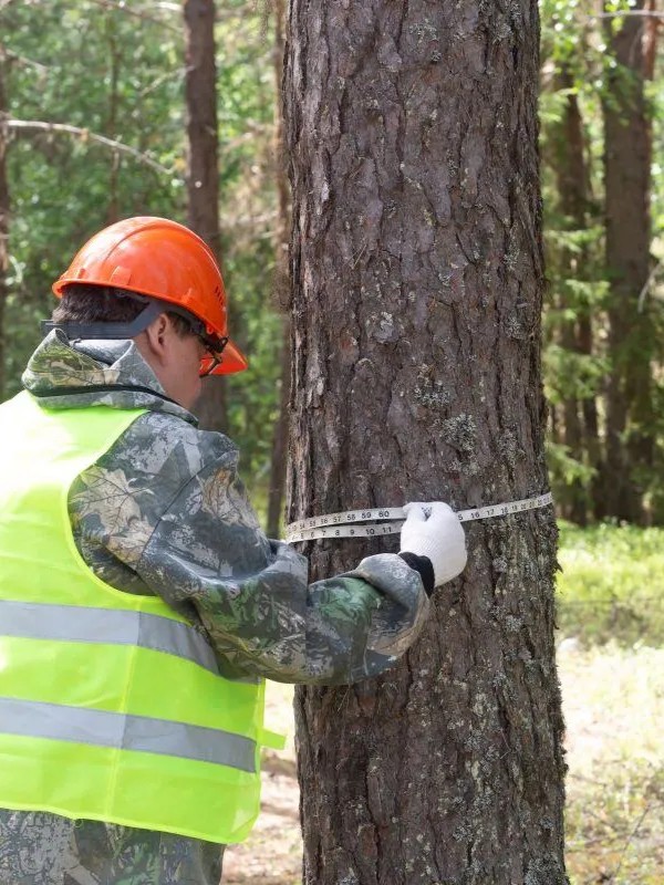 Technology & Trees: The Data-Driven Future of Urban Forestry ...