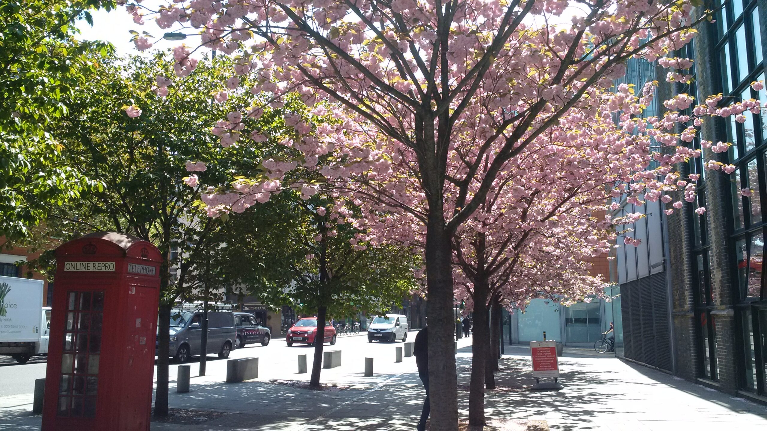 Creating Moments to Pause with Spring Blossoms - GreenBlue Urban